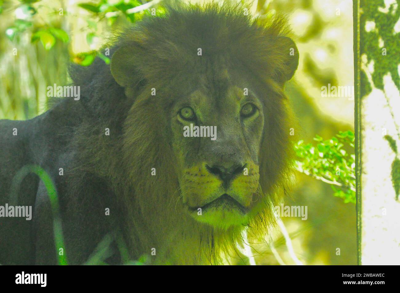 Male lion on the Rio de Janeiro Bioparque Stock Photo - Alamy