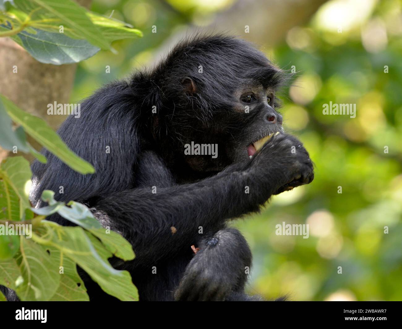 Black-headed spider monkey (Ateles fusciceps) eating a fruit in a fig ...