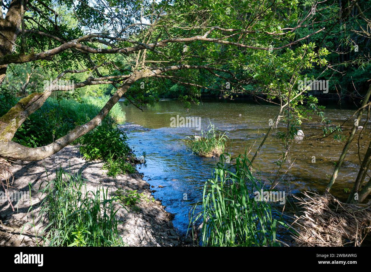 The Eder - A river in Germany in a green landscape Stock Photo - Alamy
