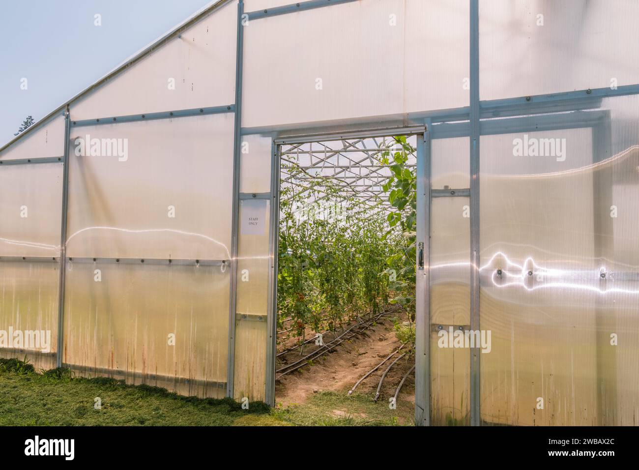 Greenhouse at organic vegetable farm Stock Photo - Alamy