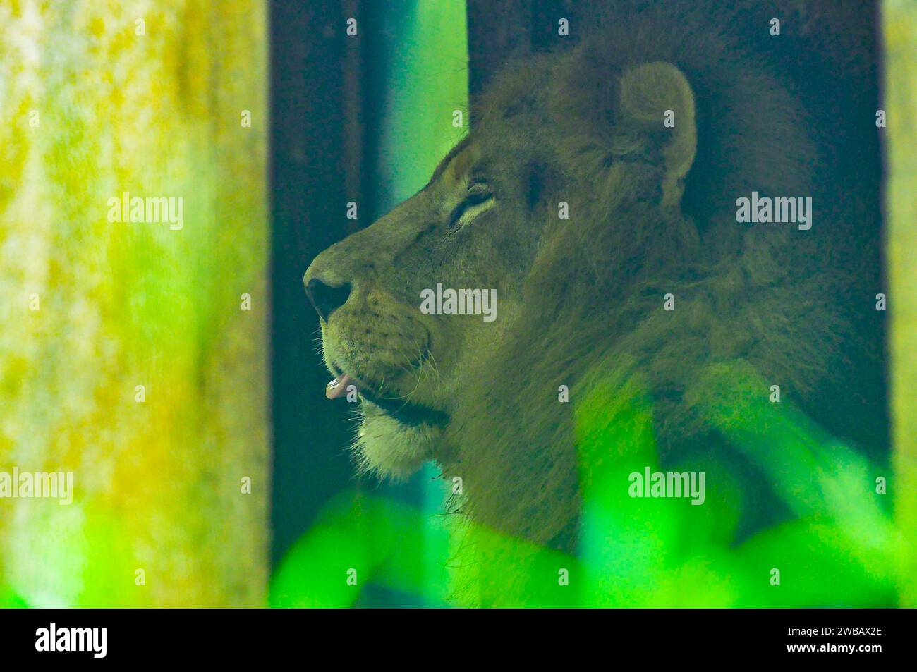 Male lion on the Rio de Janeiro Bioparque Stock Photo - Alamy