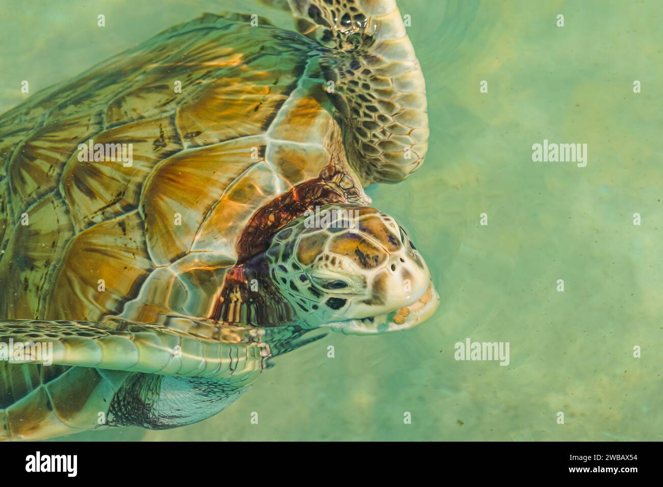 Swimming tortuga in the Caribbean Sea in Mexico Stock Photo - Alamy