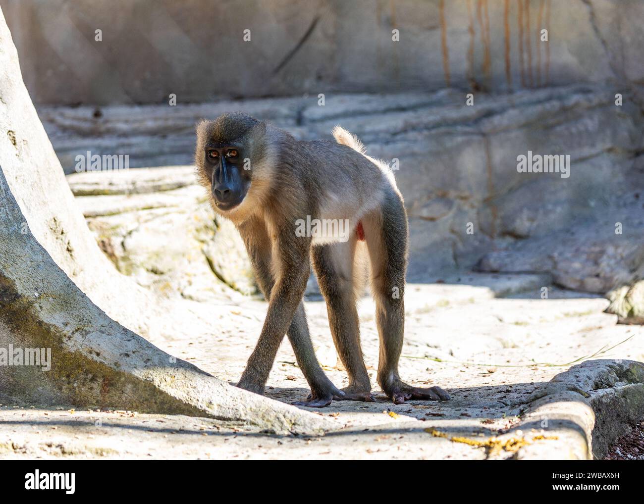 A female Drill Monkey, distinguished by her gentle demeanor, thrives in ...