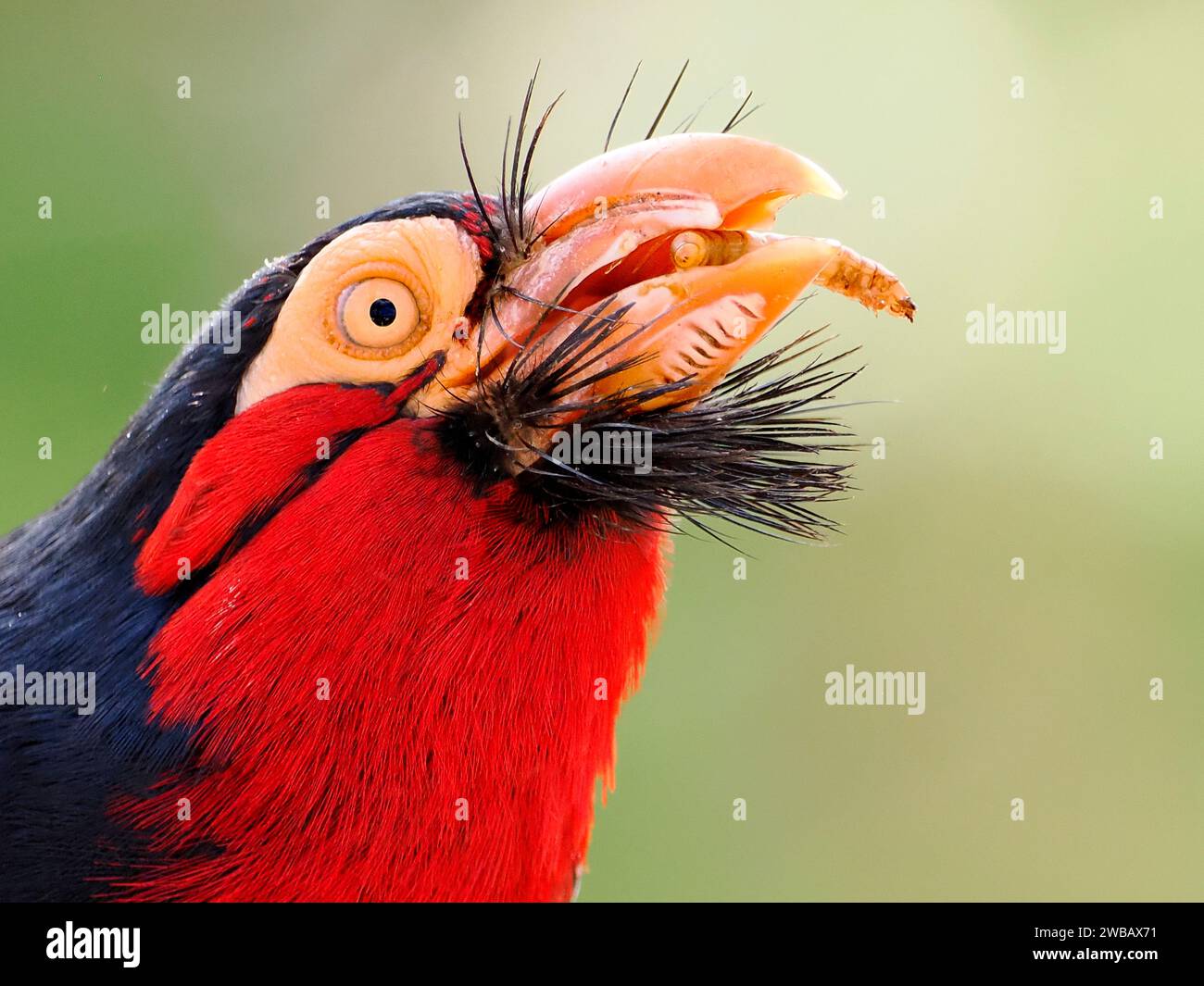 Profile portrait of bearded barbet (Lybius dubius) and eating a larva ...
