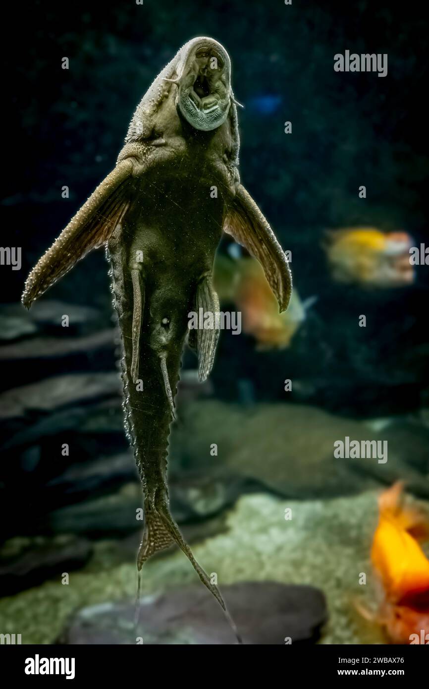 Palais de la Porte Dorée. Tropical fishes. View of an Acanthicus ...