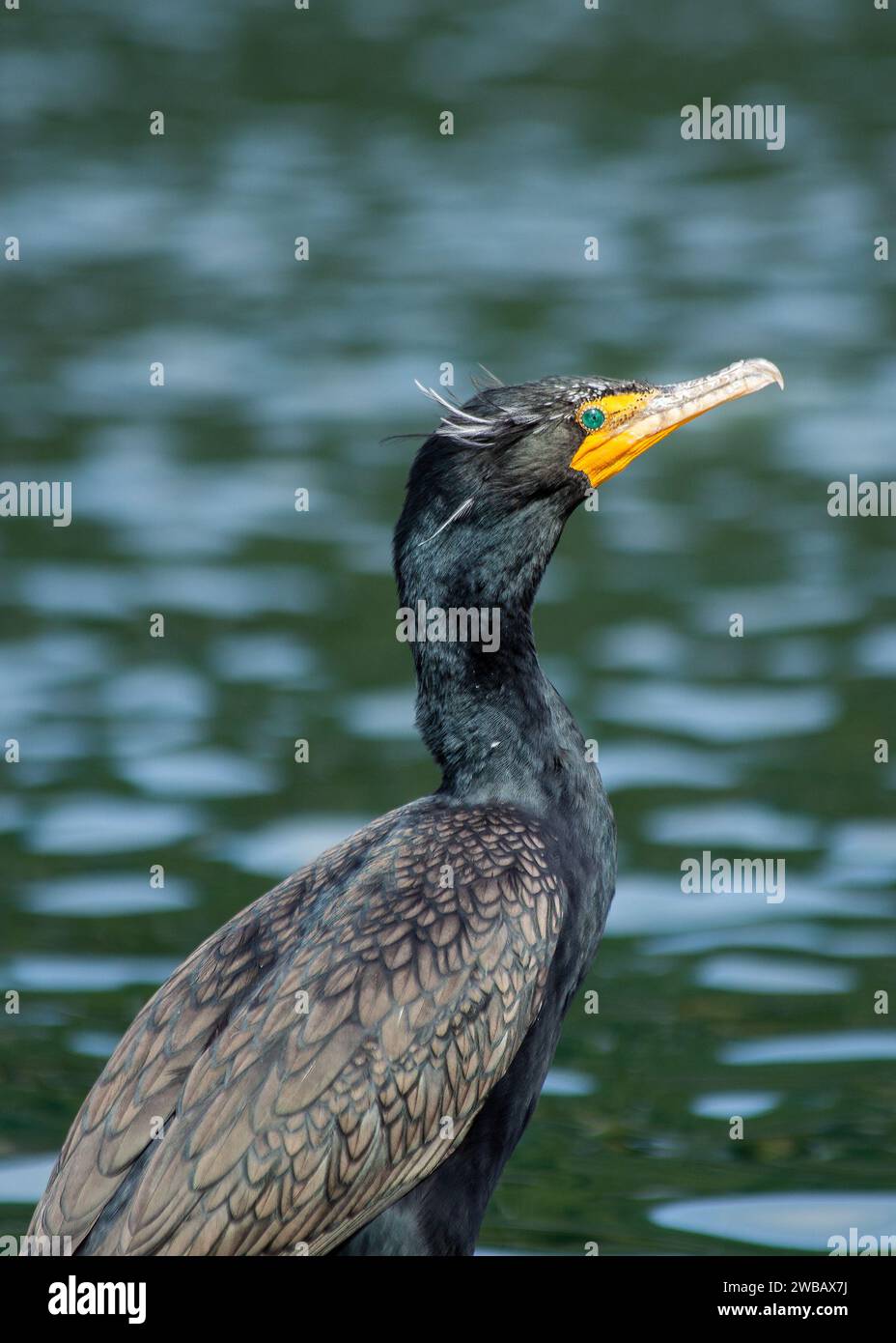 The Double-Crested Cormorant, a skilled fisher, graces North American ...