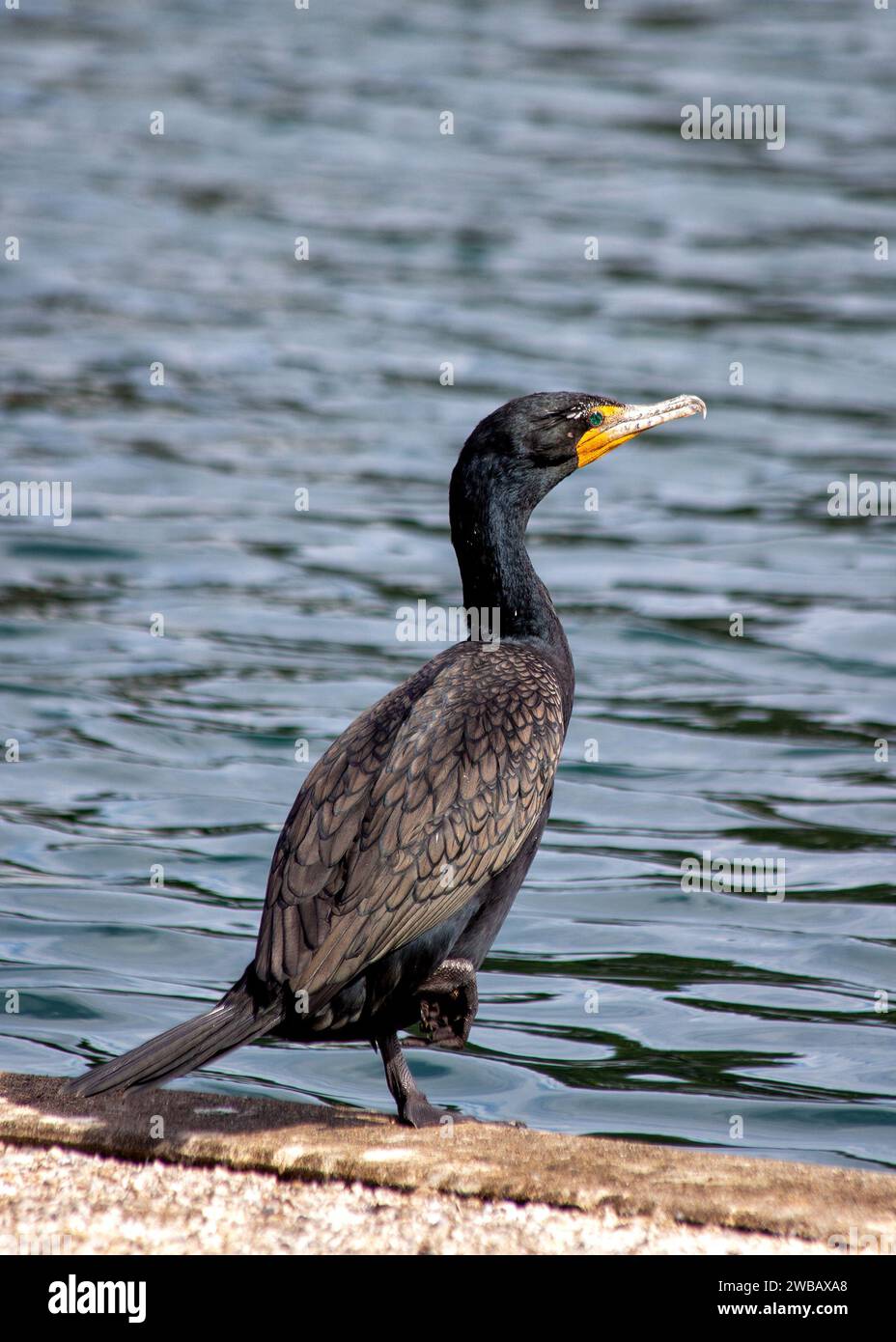 The Double-Crested Cormorant, a skilled fisher, graces North American ...