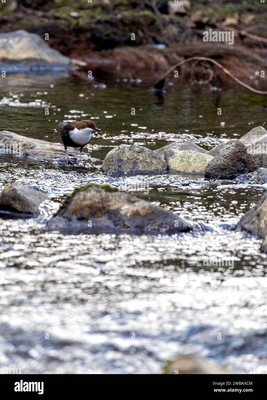 The European Dipper, a dynamic dweller of flowing streams, showcases ...