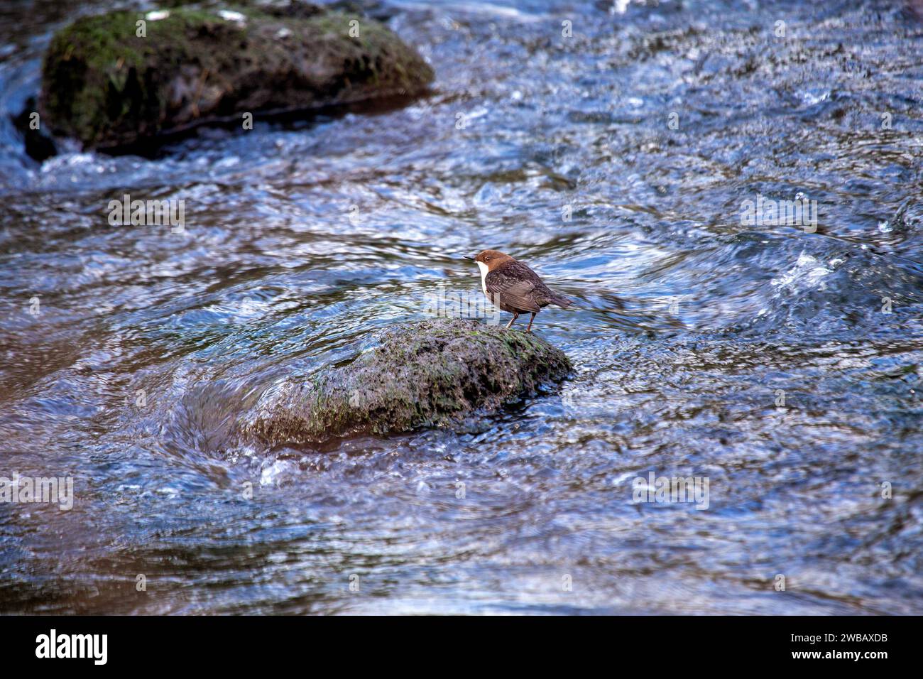 The European Dipper, a dynamic dweller of flowing streams, showcases ...