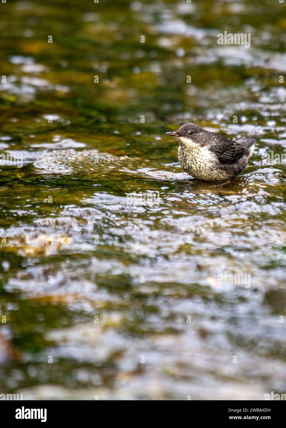 The European Dipper, a dynamic dweller of flowing streams, showcases ...