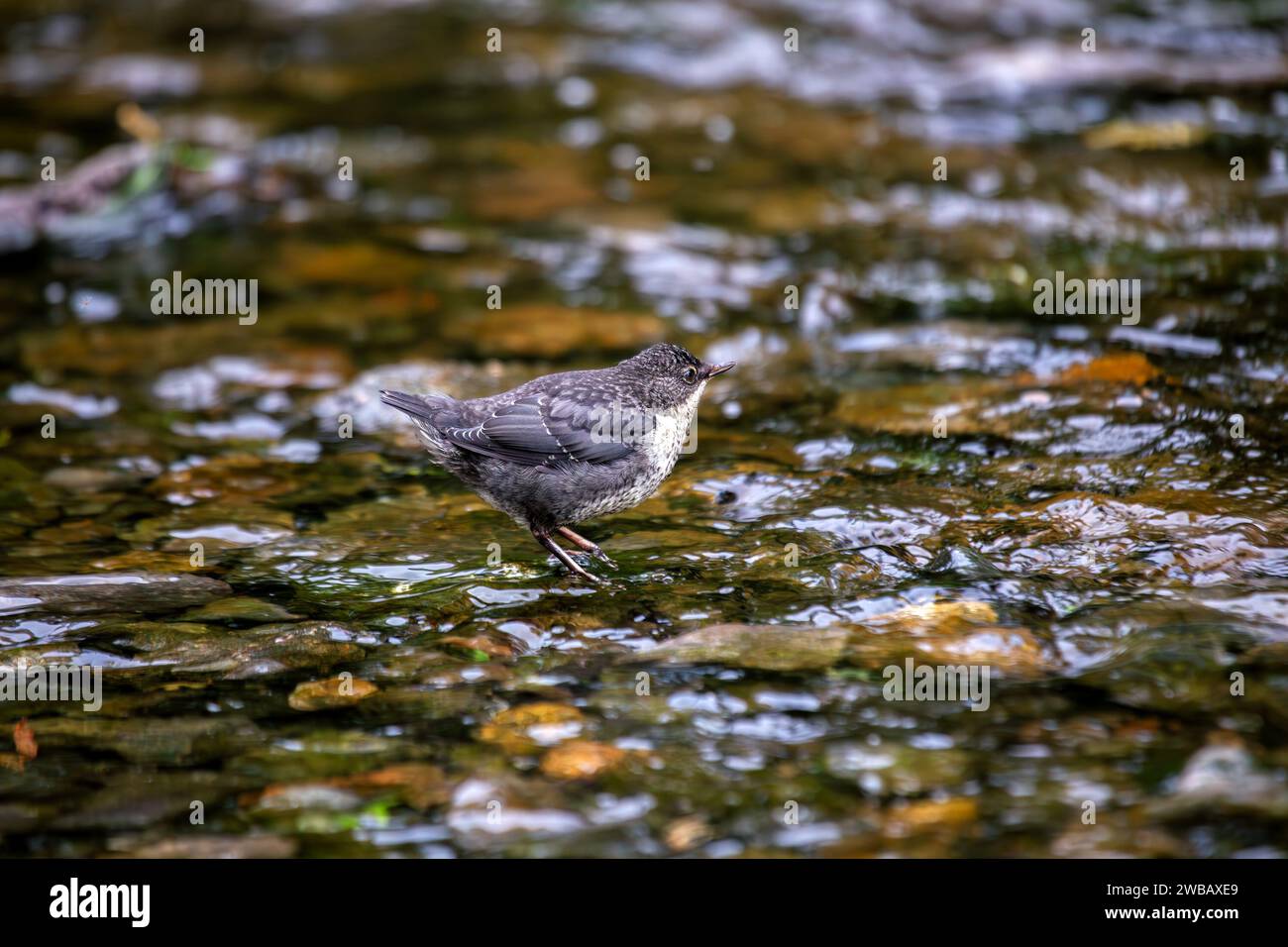 The European Dipper, a dynamic dweller of flowing streams, showcases ...