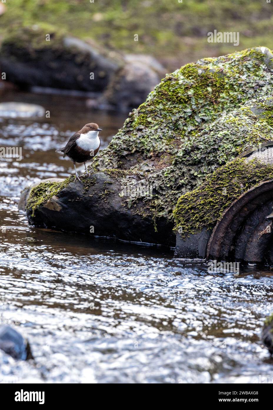 The European Dipper, a dynamic dweller of flowing streams, showcases ...