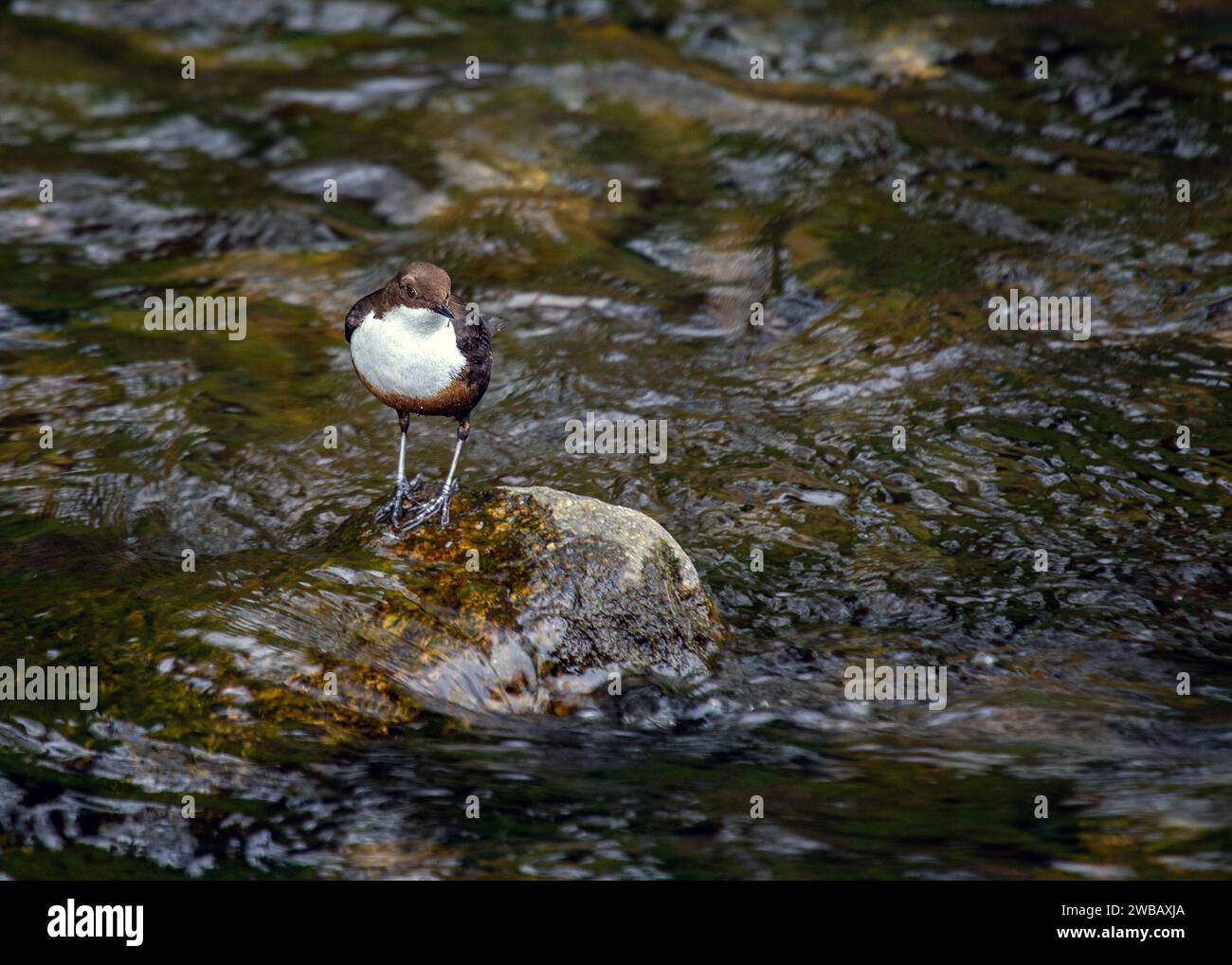 The European Dipper, a dynamic dweller of flowing streams, showcases ...
