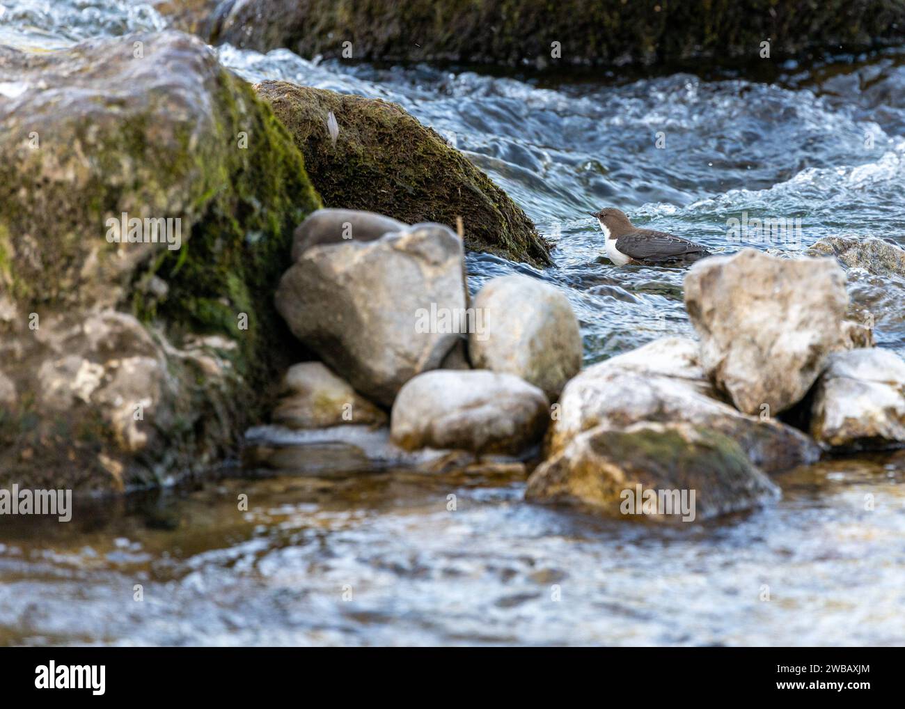 Streamside dweller hi-res stock photography and images - Alamy