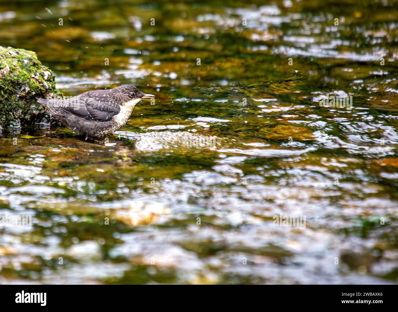 The European Dipper, a dynamic dweller of flowing streams, showcases ...