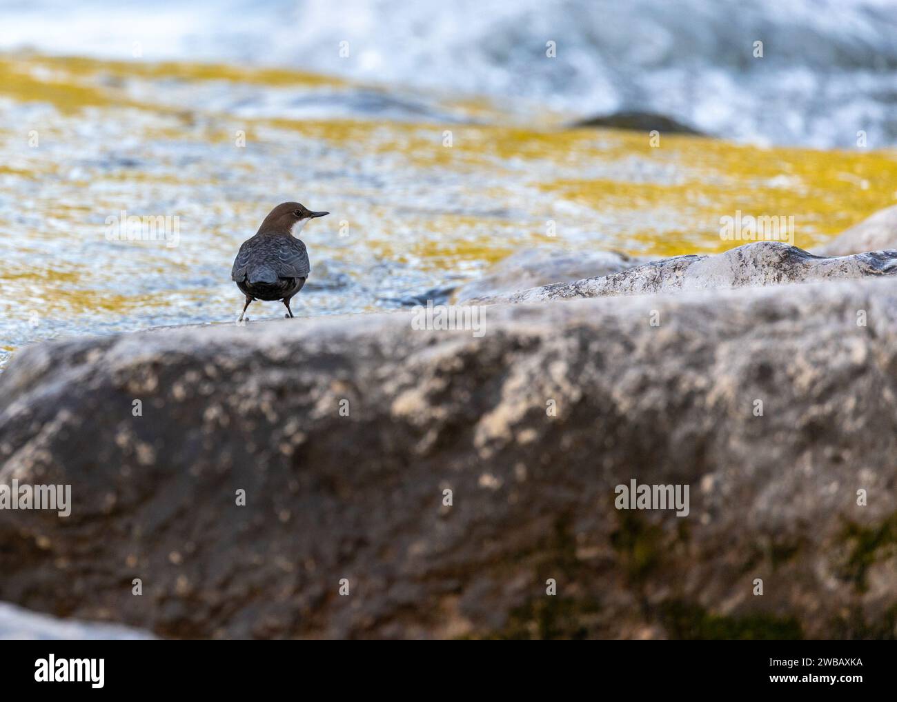 The European Dipper, a dynamic dweller of flowing streams, showcases ...
