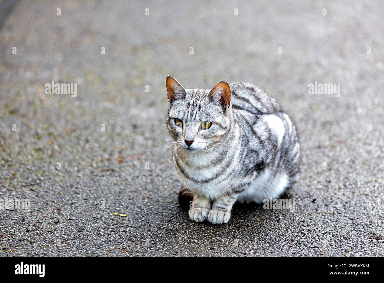 The Egyptian Mau Cat, a regal companion, graces Egypt with its spotted ...