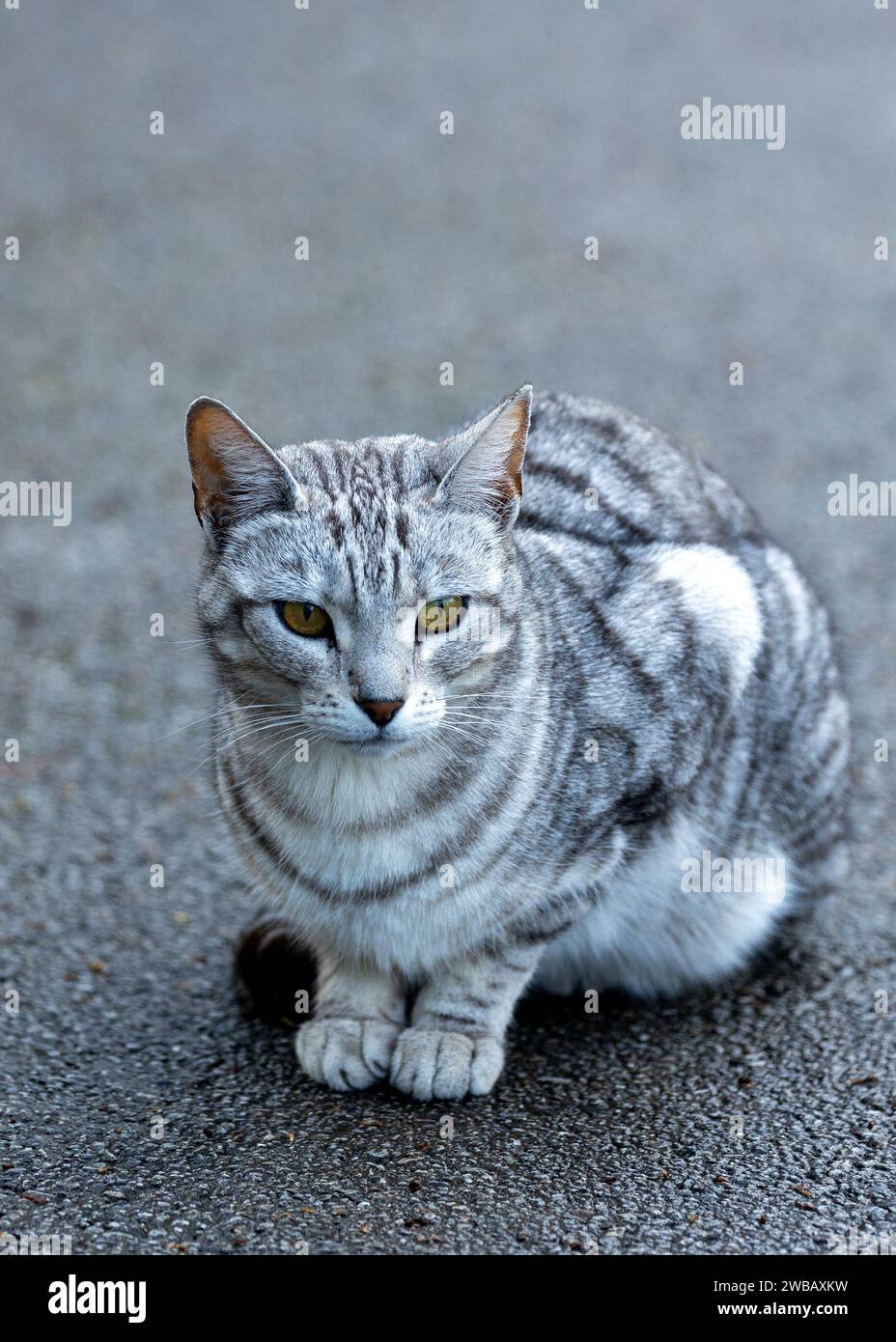 The Egyptian Mau Cat, a regal companion, graces Egypt with its spotted ...