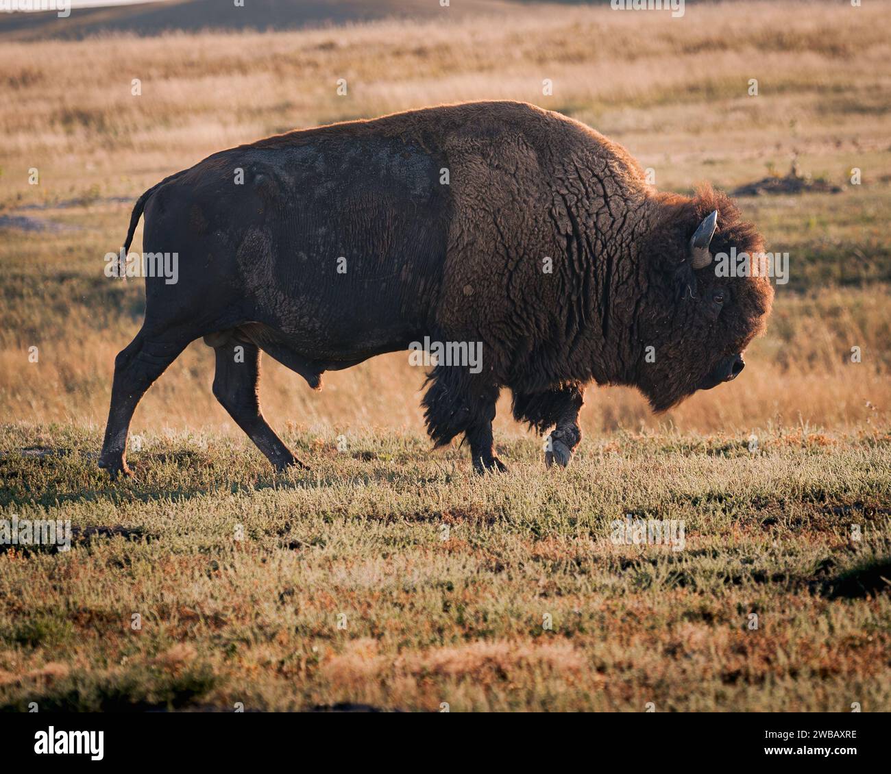 Great american bison hi-res stock photography and images - Alamy