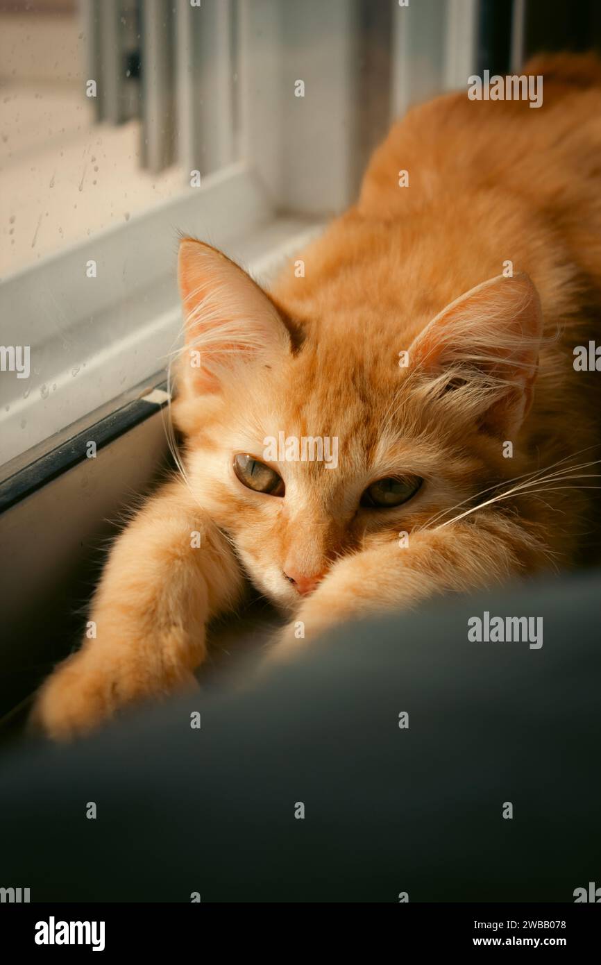 A beautiful orange striped cat looking out of a window Stock Photo - Alamy