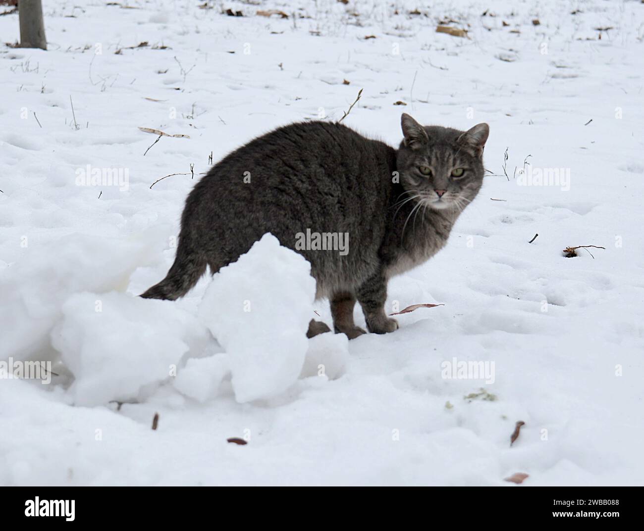 Non Exclusive: KYIV, UKRAINE - JANUARY 9, 2024 - A cat is seen in the ...