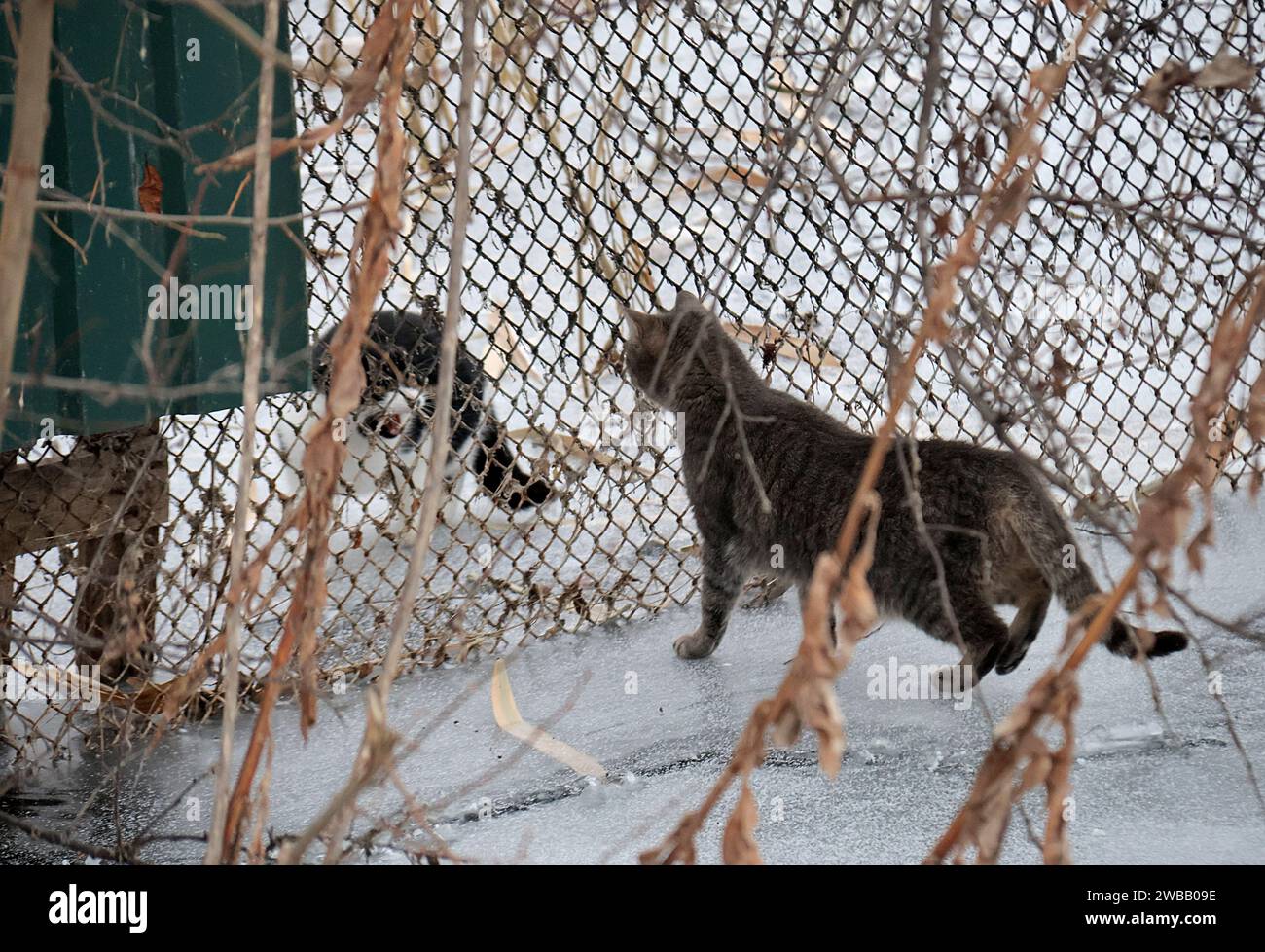 Non Exclusive: KYIV, UKRAINE - JANUARY 9, 2024 - Two cats separated by ...