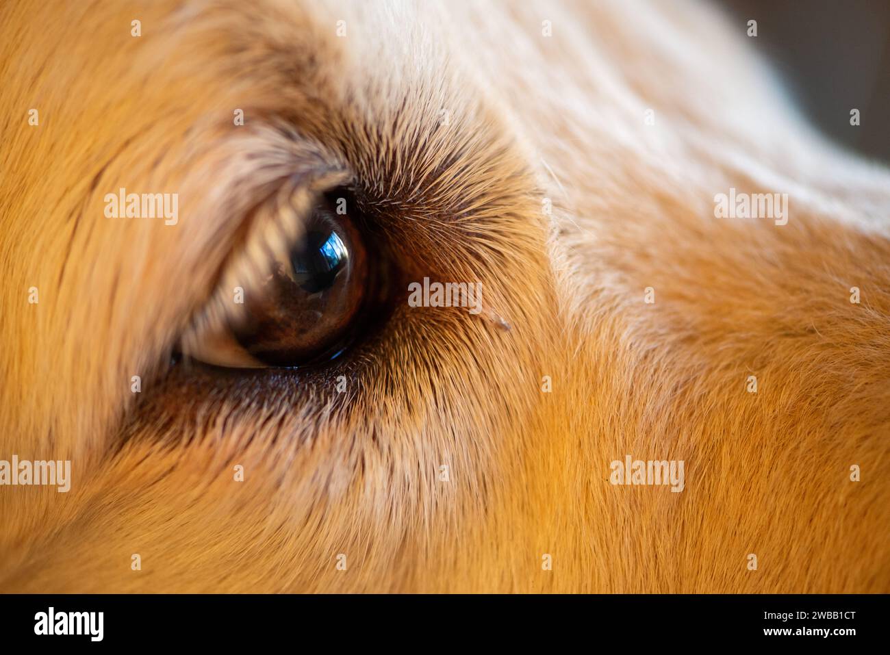 close-up of labrador dog eye Stock Photo - Alamy