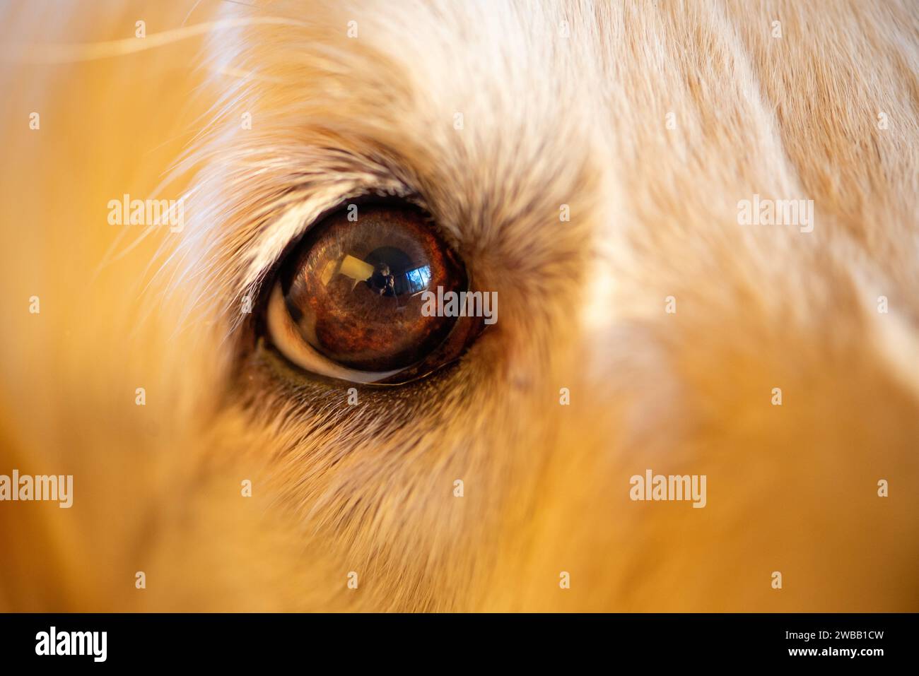 Dog eyes detail hi-res stock photography and images - Alamy