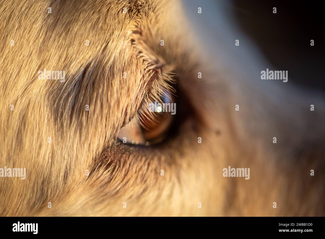 Eye of dog hi-res stock photography and images - Alamy