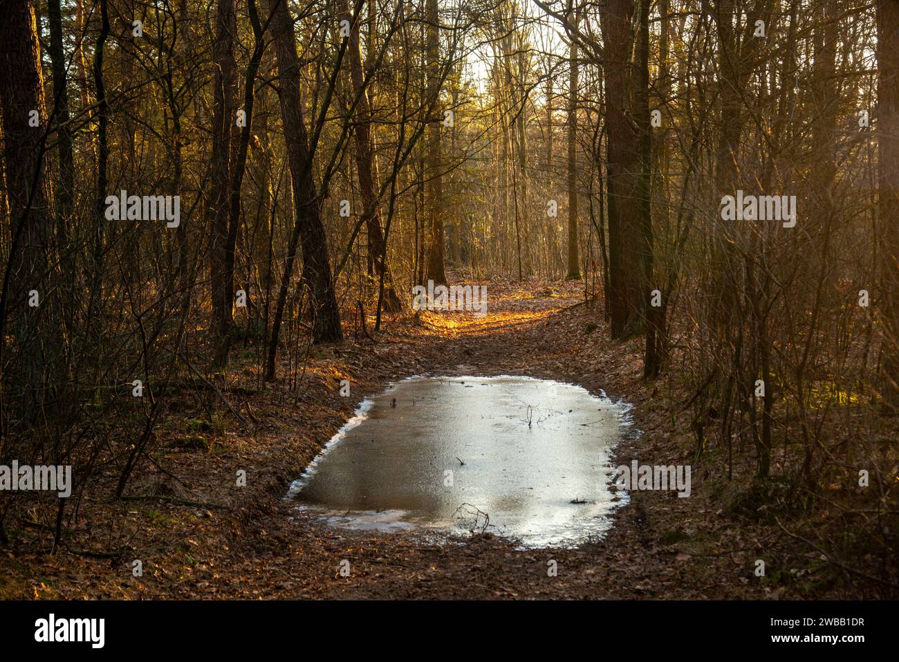 path with frozen water in dense woodland in winter in Achterhoek ...
