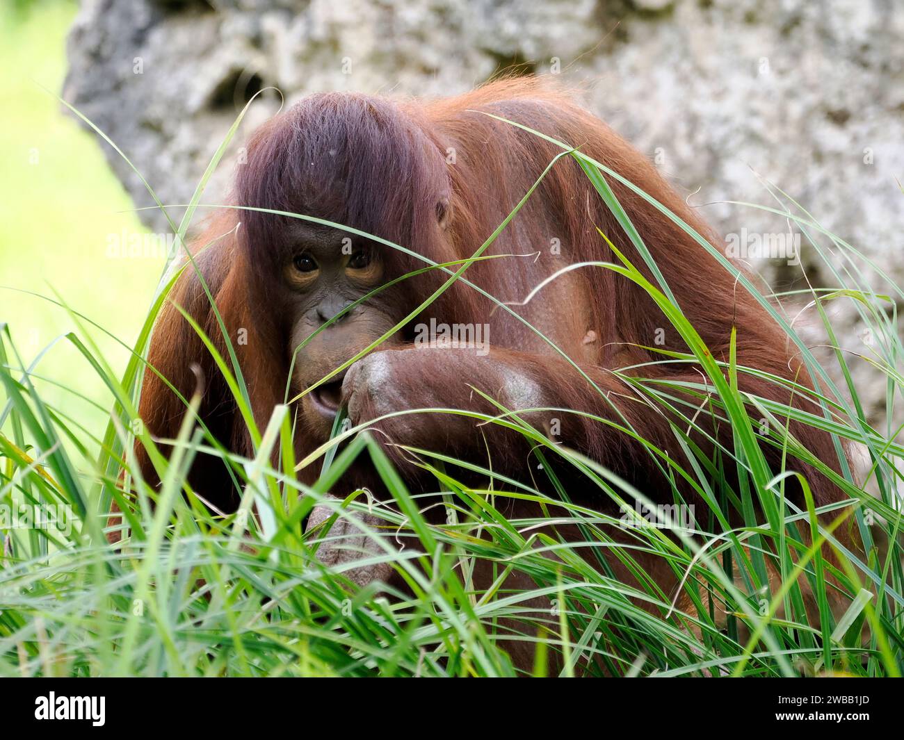 Endangered orangutan asia hi-res stock photography and images - Alamy