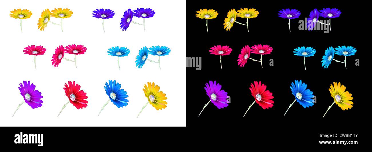 Colorful beautiful African daisy flowers on an isolated white and black ...