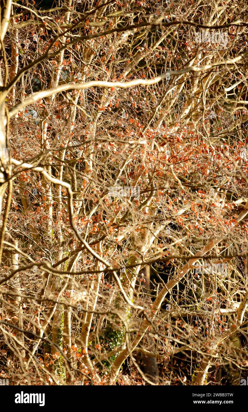 patterns in nature trees and branches Stock Photo - Alamy