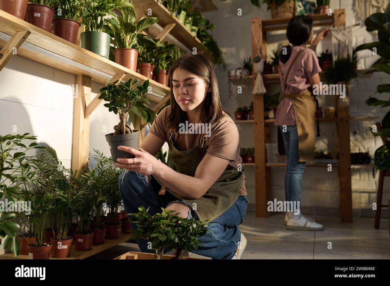 Young plant shop worker placing plants on bottom shelf of rack, her ...