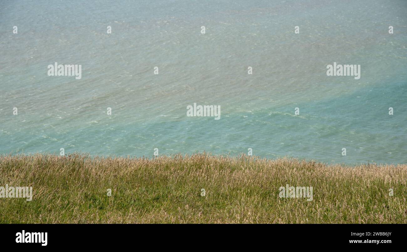 Nature landscape background with green plants and wild flowers above ...