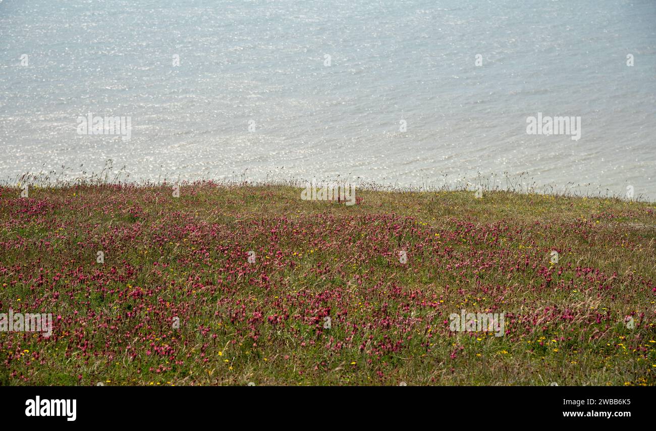 Nature landscape background with green plants and wild flowers above ...