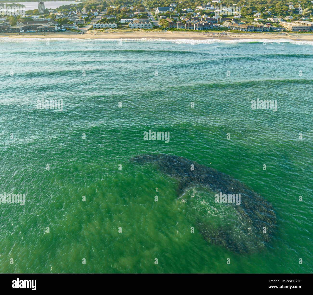 Packed fish hi-res stock photography and images - Alamy