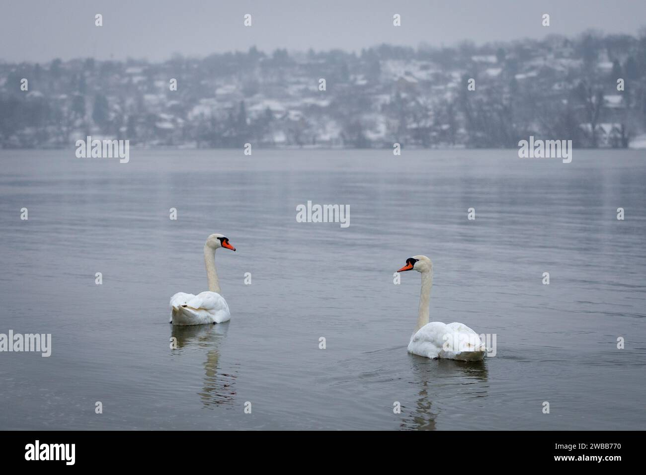 Swans on ice near hi-res stock photography and images - Alamy