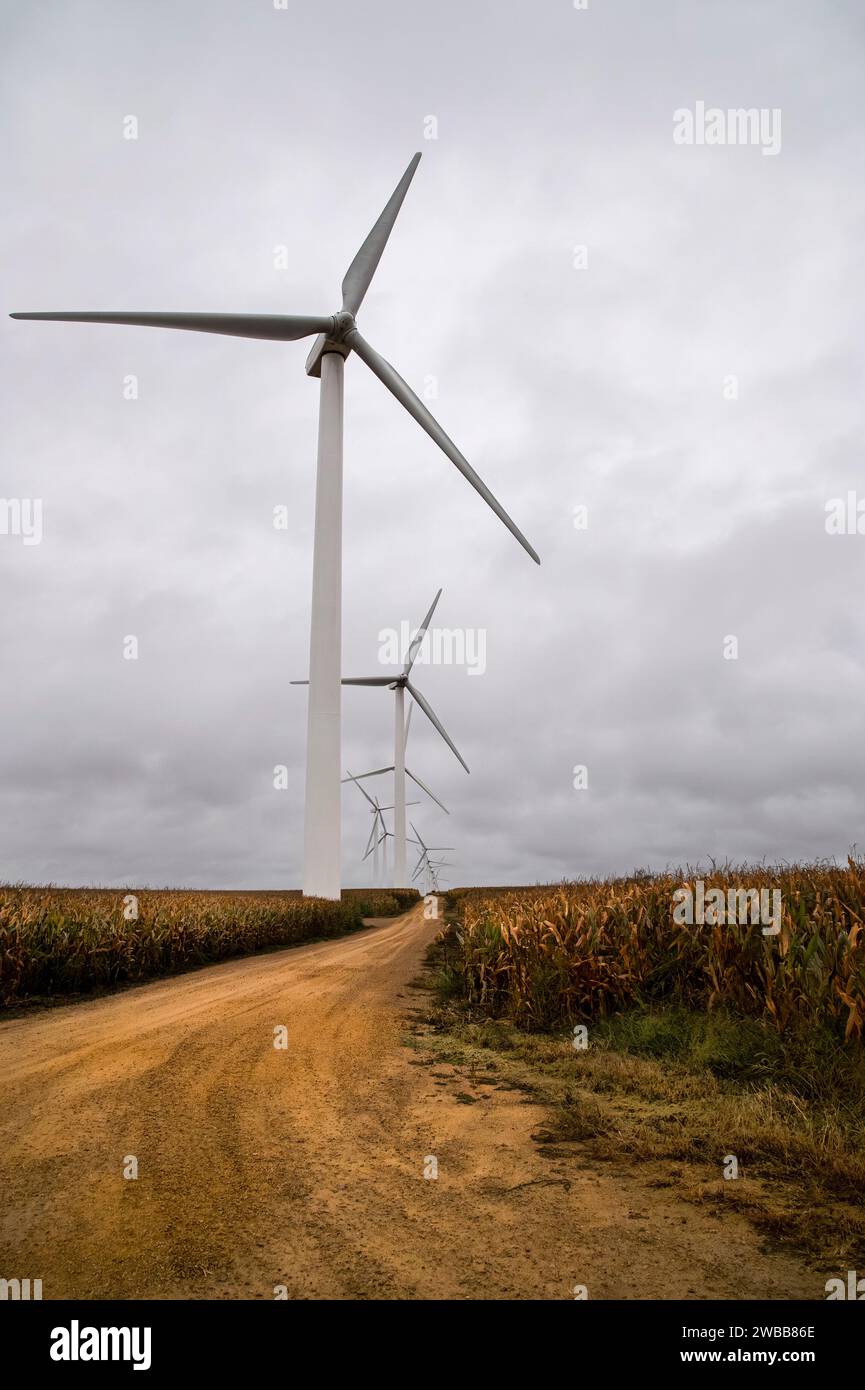 A line of wind turbines surrounded by fields of corn Stock Photo - Alamy