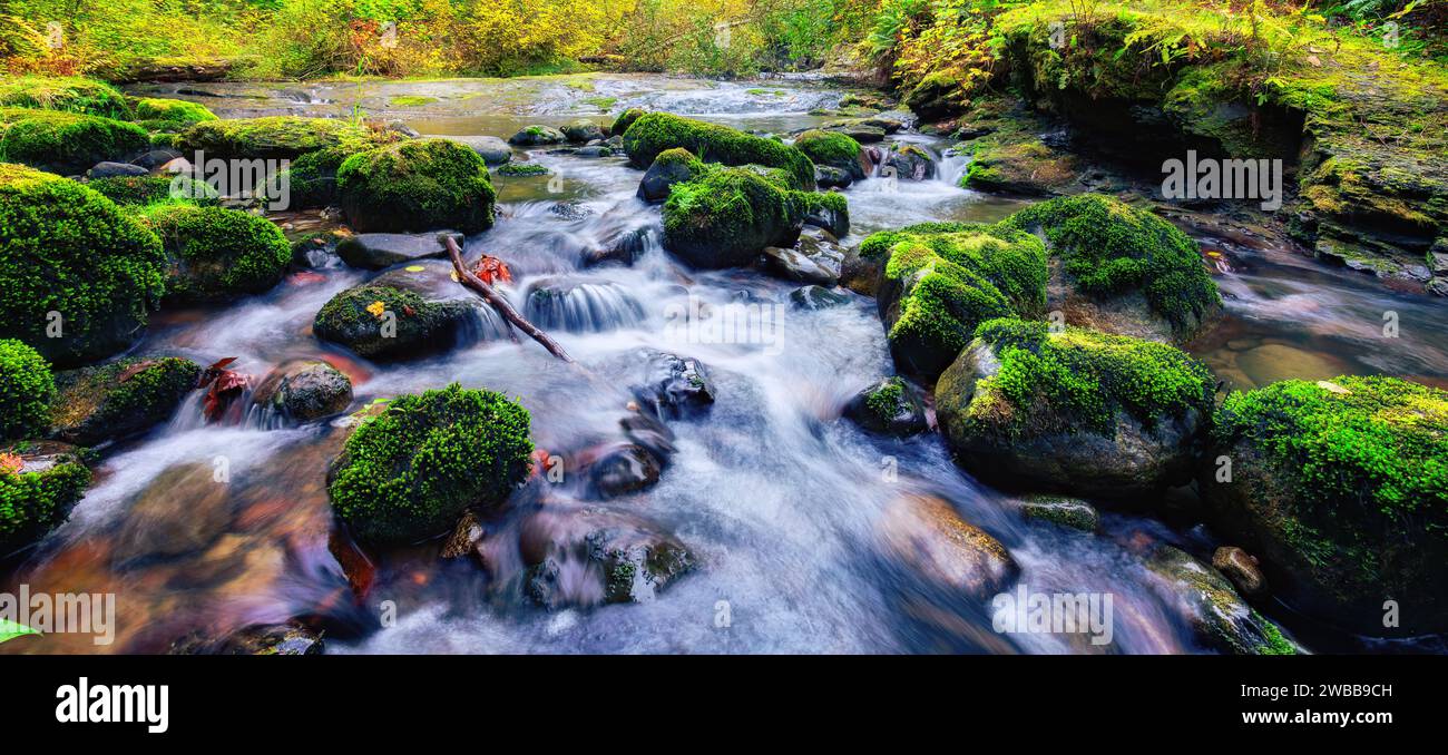 River in Canadian Nature Rainforest. Trees in Forest Stock Photo - Alamy
