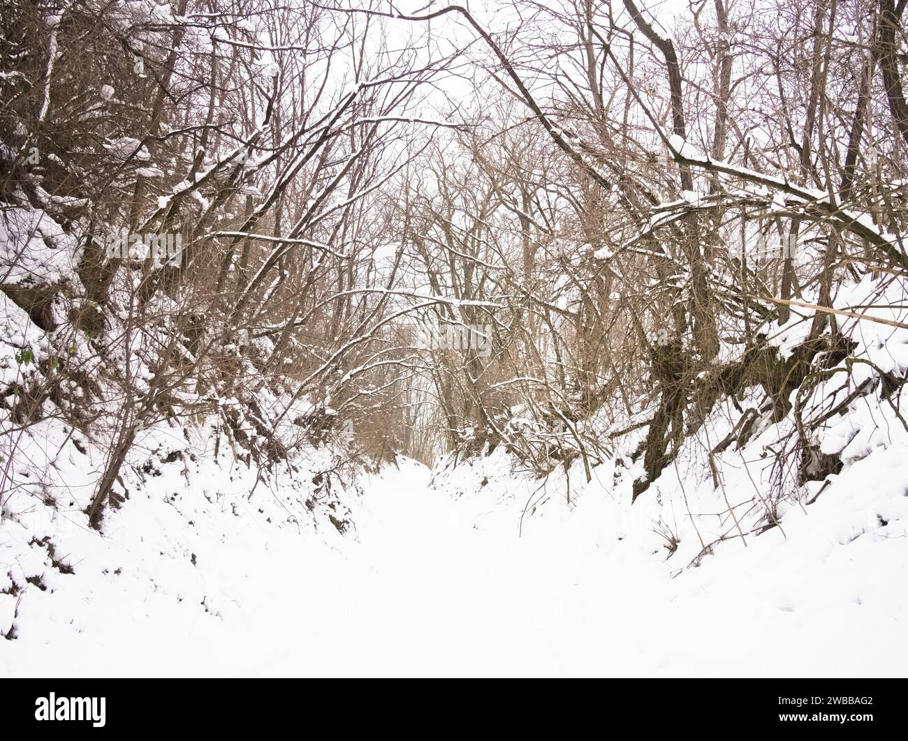 Beautiful landscape snowy forest in hi-res stock photography and images - Alamy
