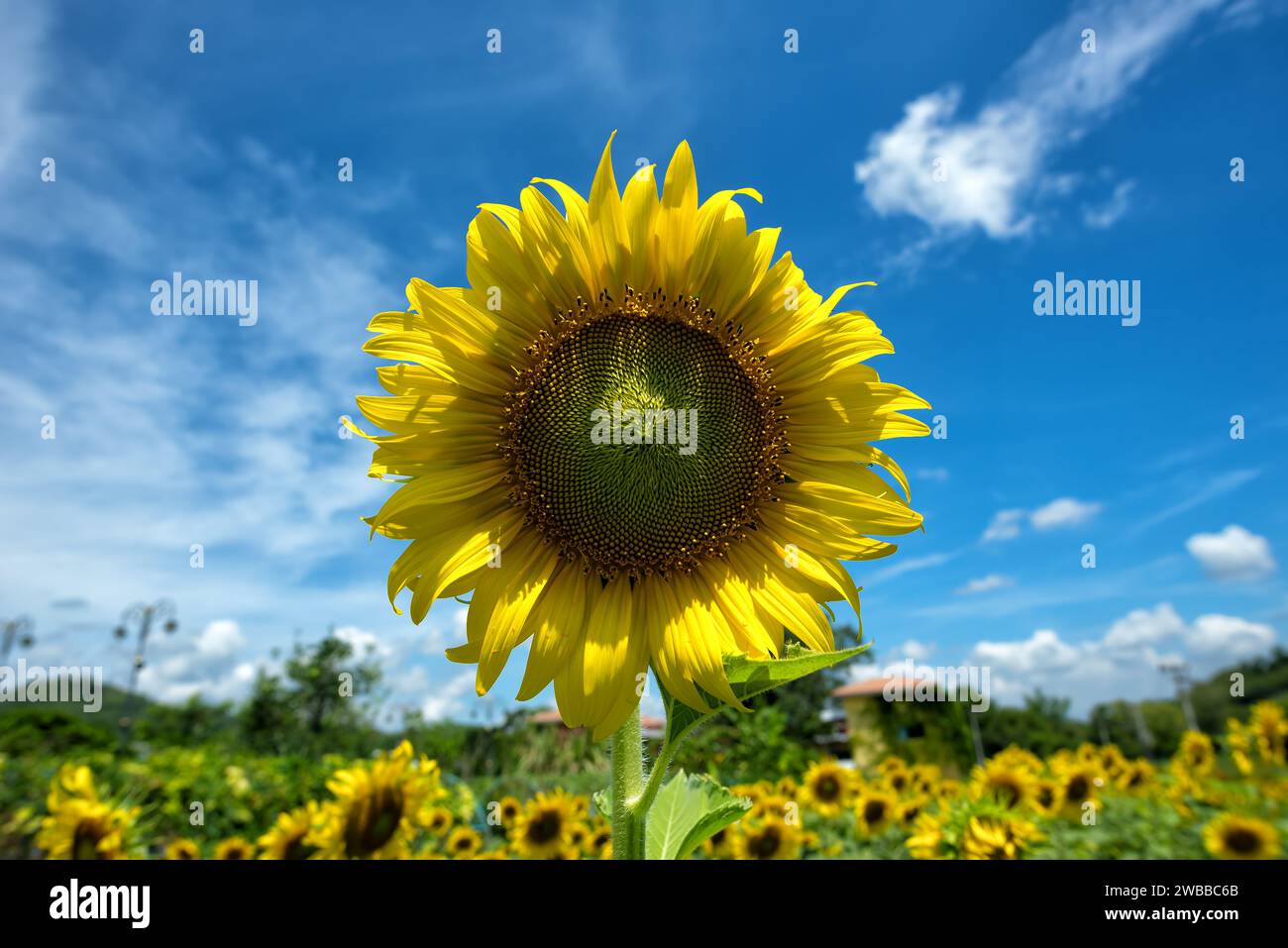 Sun flowers - Colorful sun flowers as nature background wallpaper Stock ...