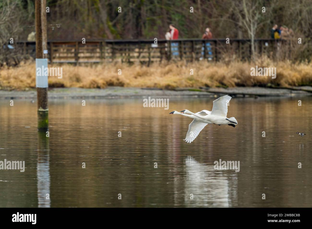 A couple of Trumpeter swans (Cygnus buccinator) landing on the water of ...