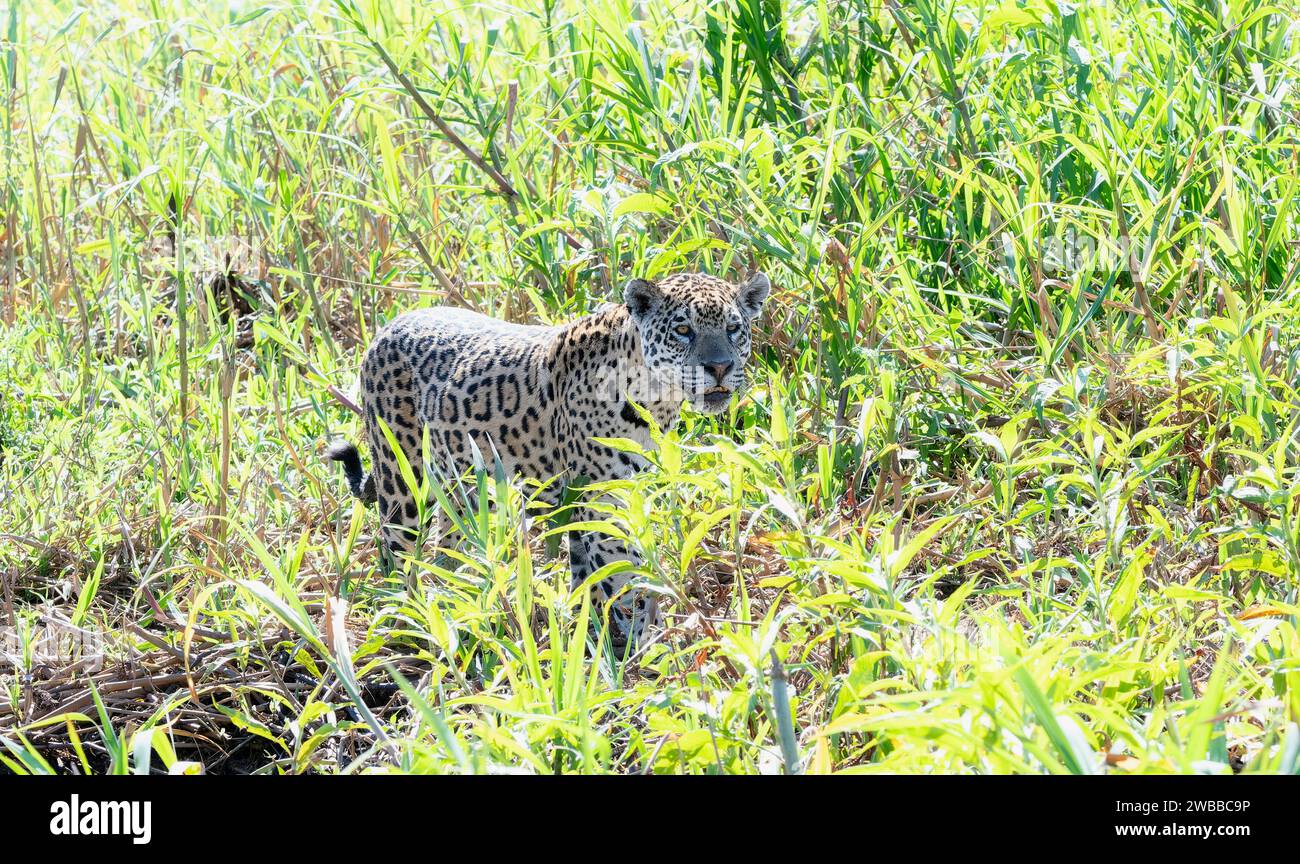Wild Jaguar (Panthera onca) in the Pantanal in Brazil Stock Photo - Alamy