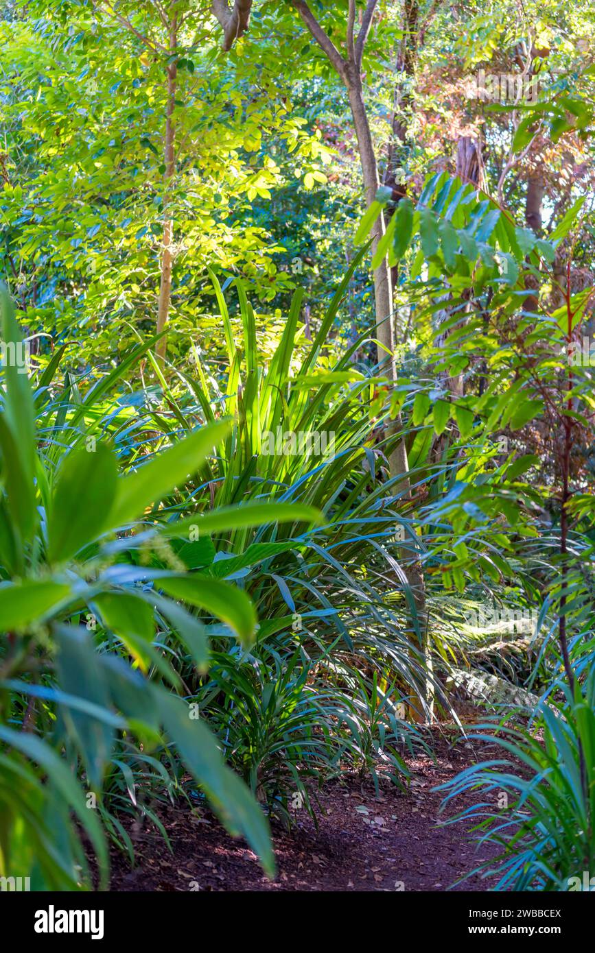 One of the narrow unpaved paths through the Palm Grove in The Royal ...