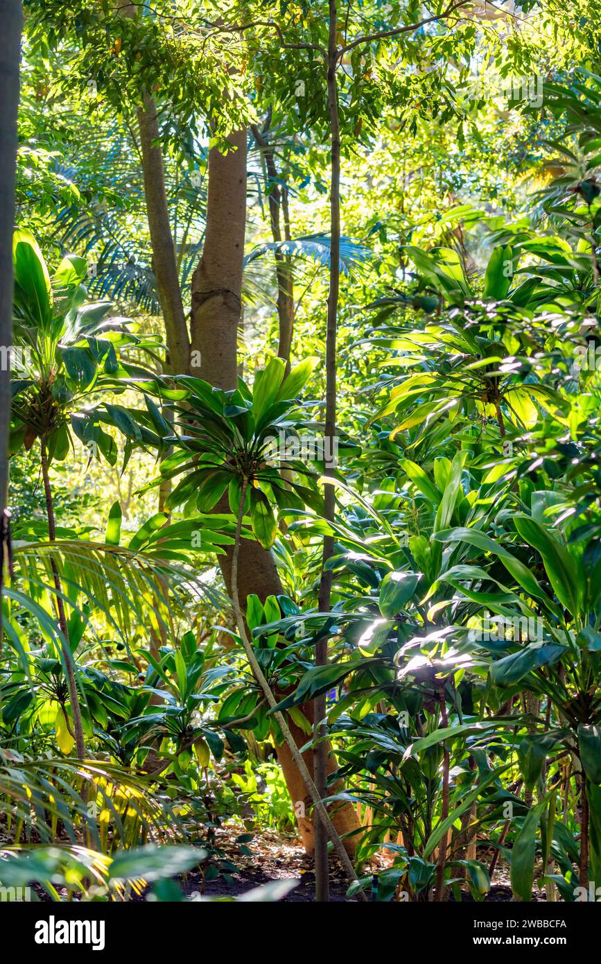 The palm grove sydney botanical gardens hi-res stock photography and ...