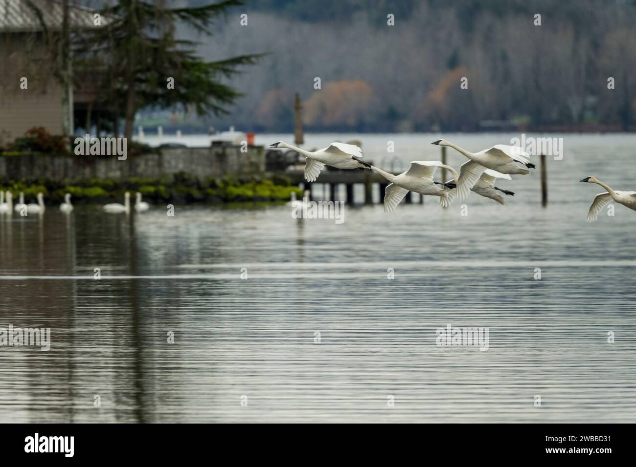 A group of Trumpeter swans (Cygnus buccinator) flying over the water at ...