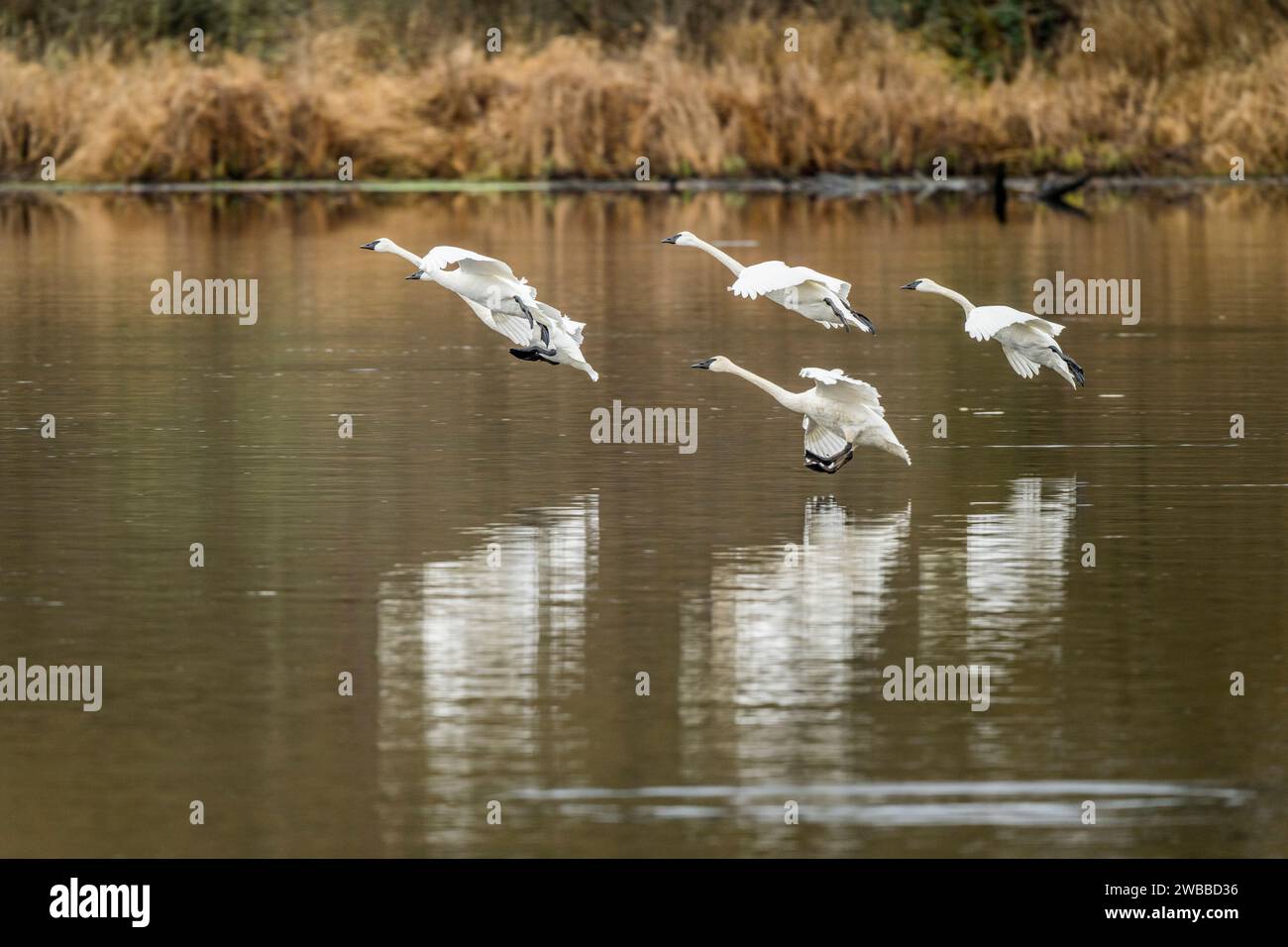 A group of Trumpeter swans (Cygnus buccinator) landing on the water of ...