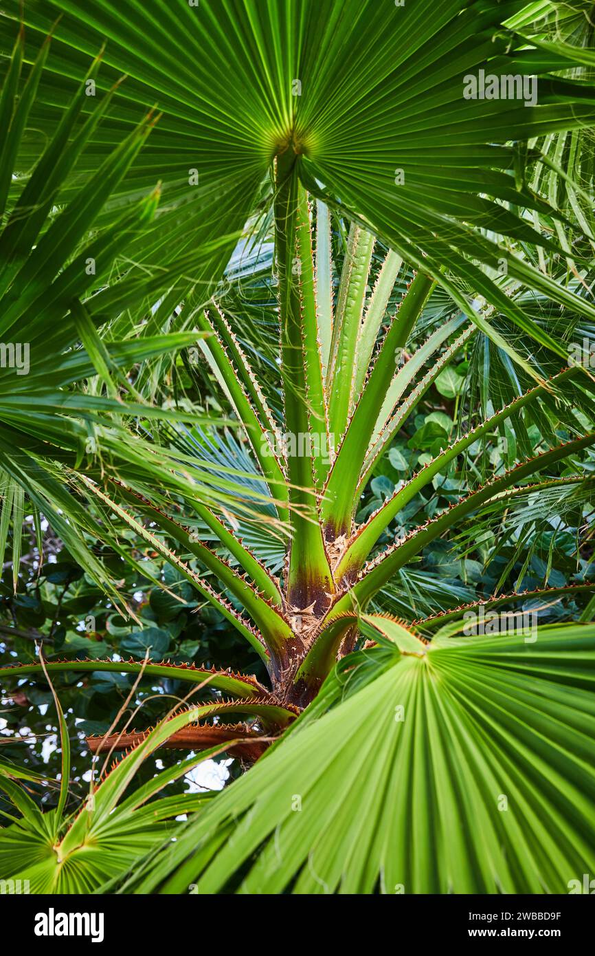 Radiating fronds hi-res stock photography and images - Alamy