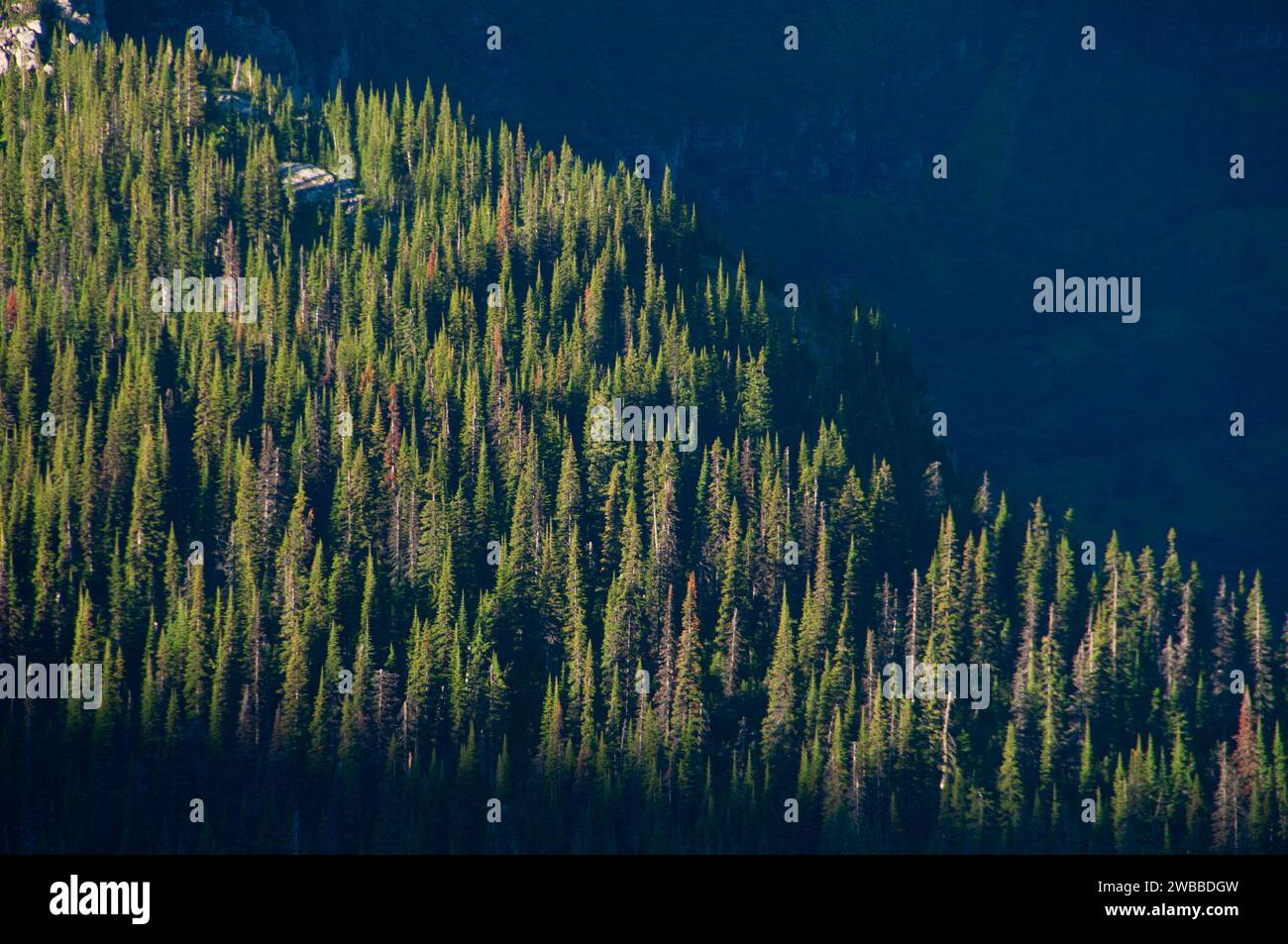 Forest slope on Bearhat Mountain from Hidden Lake Trail, Glacier ...